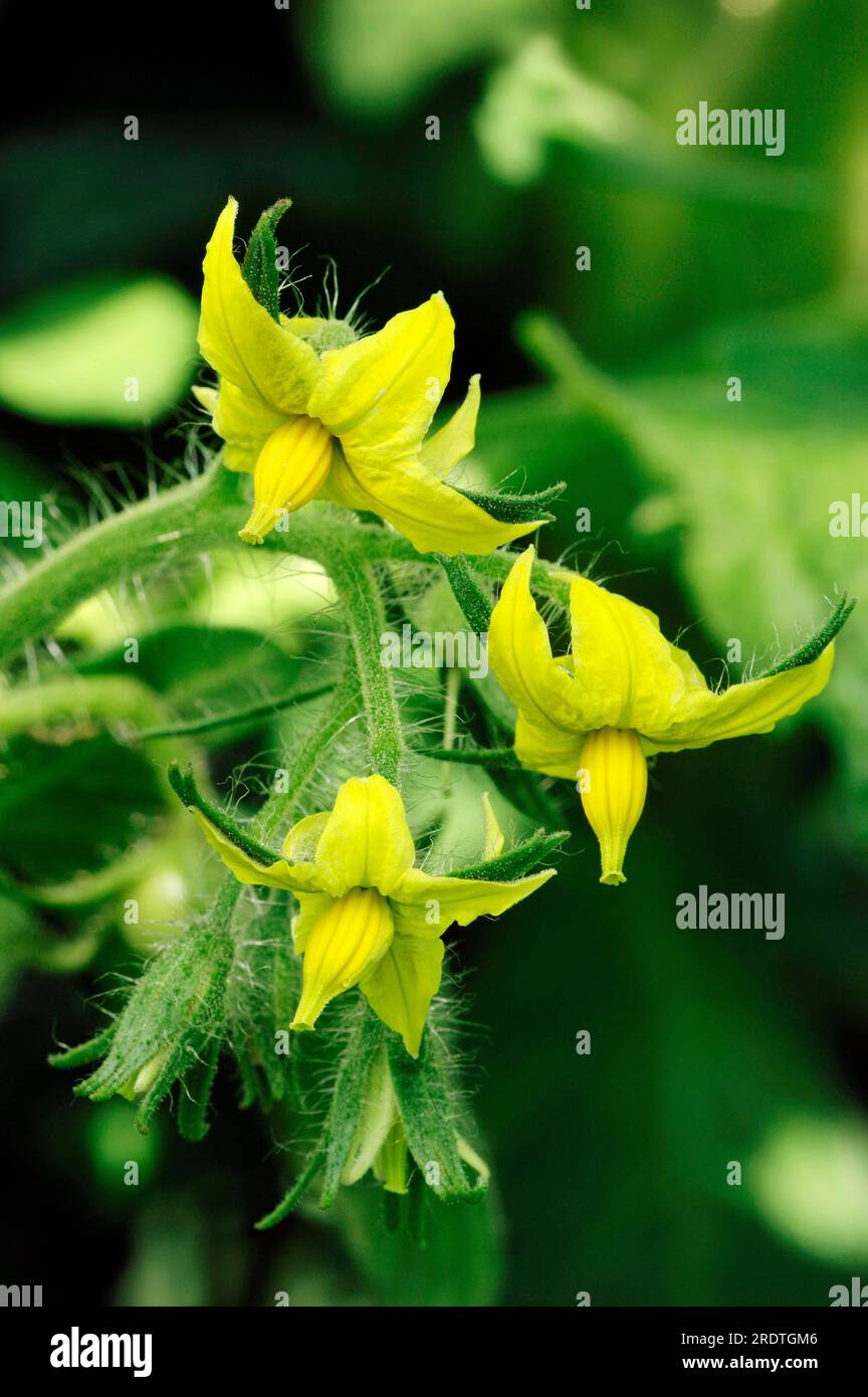 Tomato (Solanum lycopersicum) flowers Stock Photo - Alamy