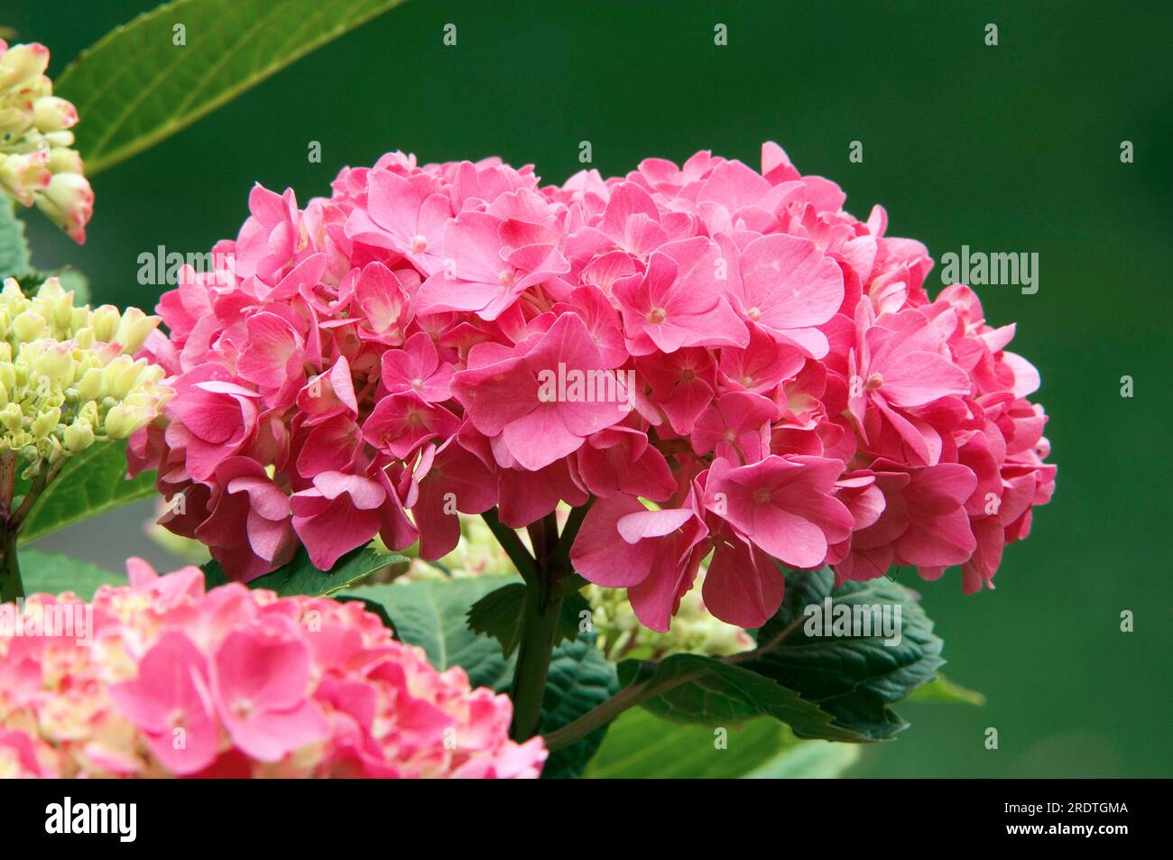 Hortensia (Hydrangea macrophylla Stock Photo - Alamy