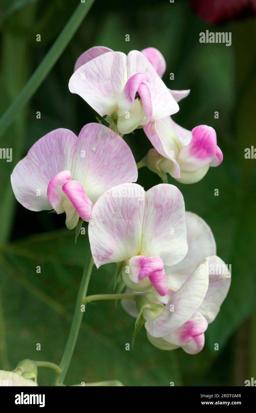 Everlasting Pea, Perennial Pea (Lathyrus latifolius Stock Photo - Alamy
