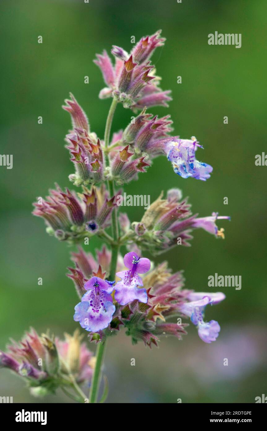 Persian catmint (Nepeta mussinii), catmint as an ornamental plant Stock ...