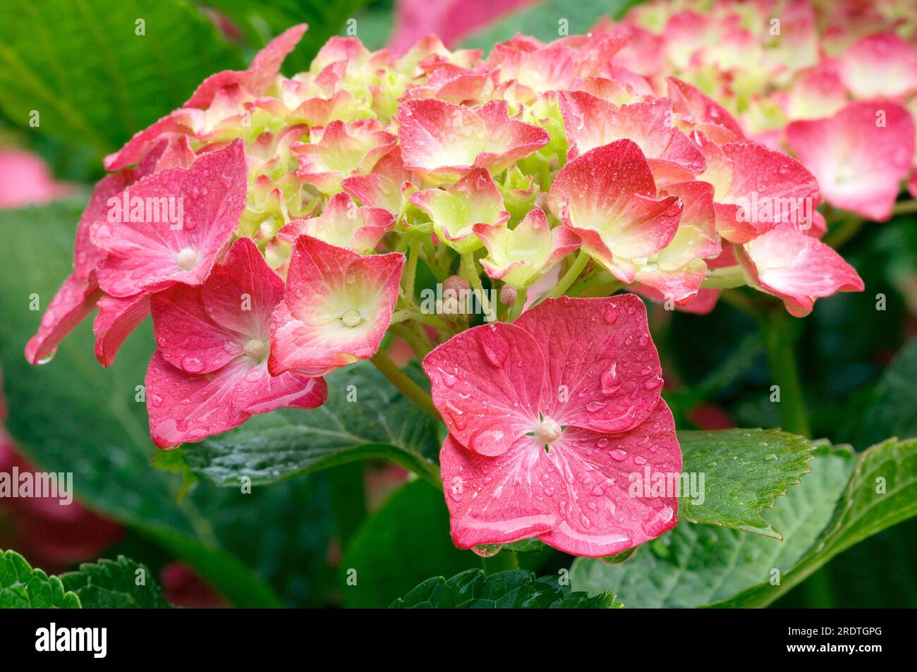 Hortensia (Hydrangea macrophylla Stock Photo - Alamy