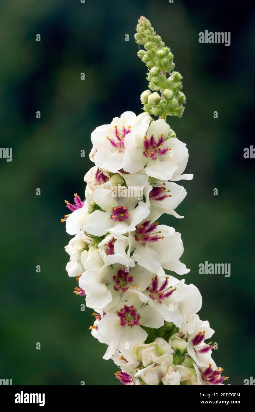 Dark dark mullein (Verbascum nigrum) 'Album Stock Photo - Alamy