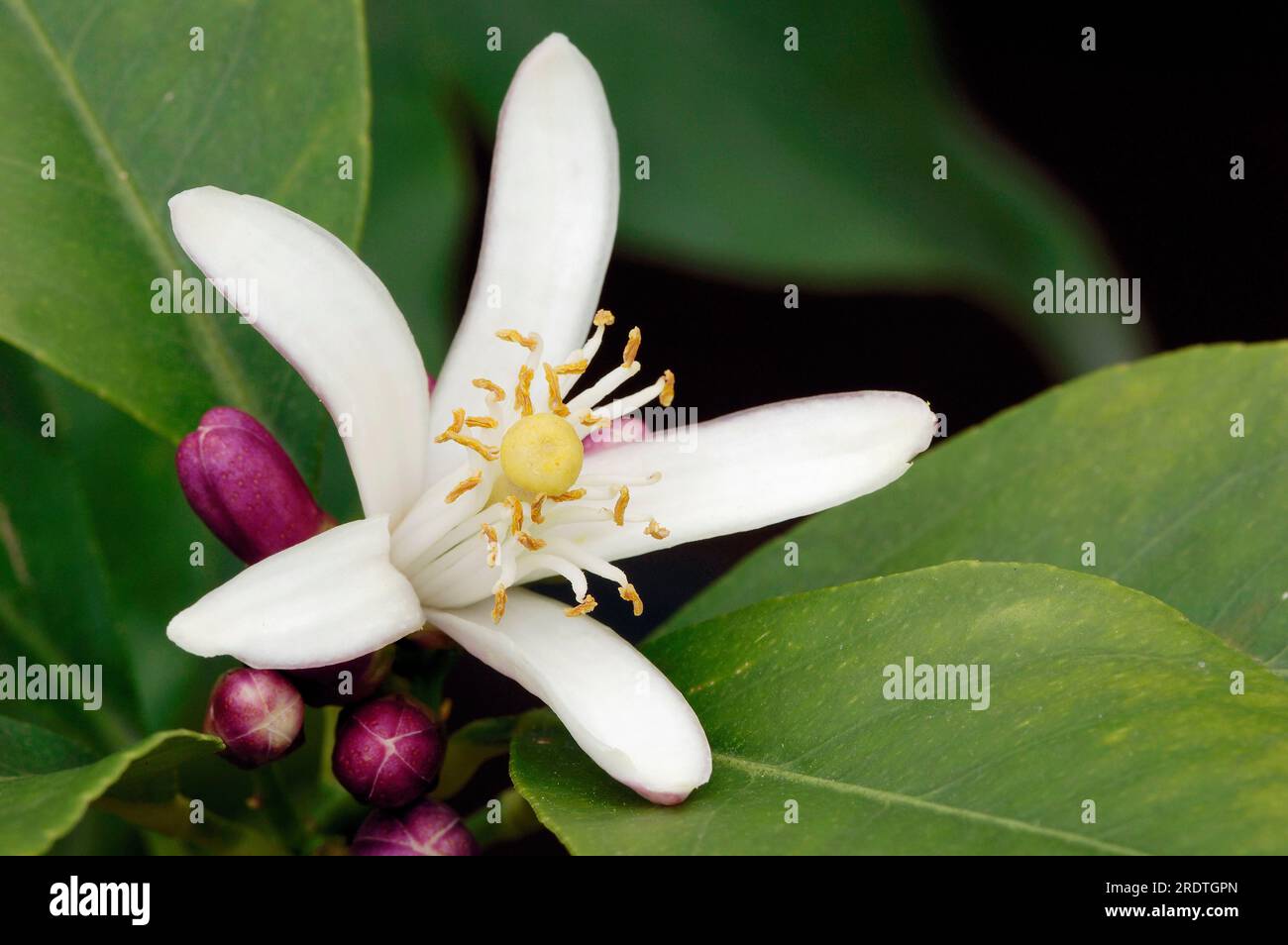 Lemon (Citrus limon), blossom Stock Photo - Alamy