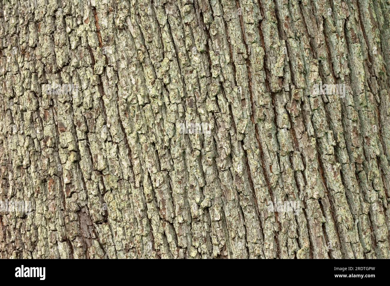 Service tree (Sorbus domestica), bark detail, bark, spar, tree bark ...