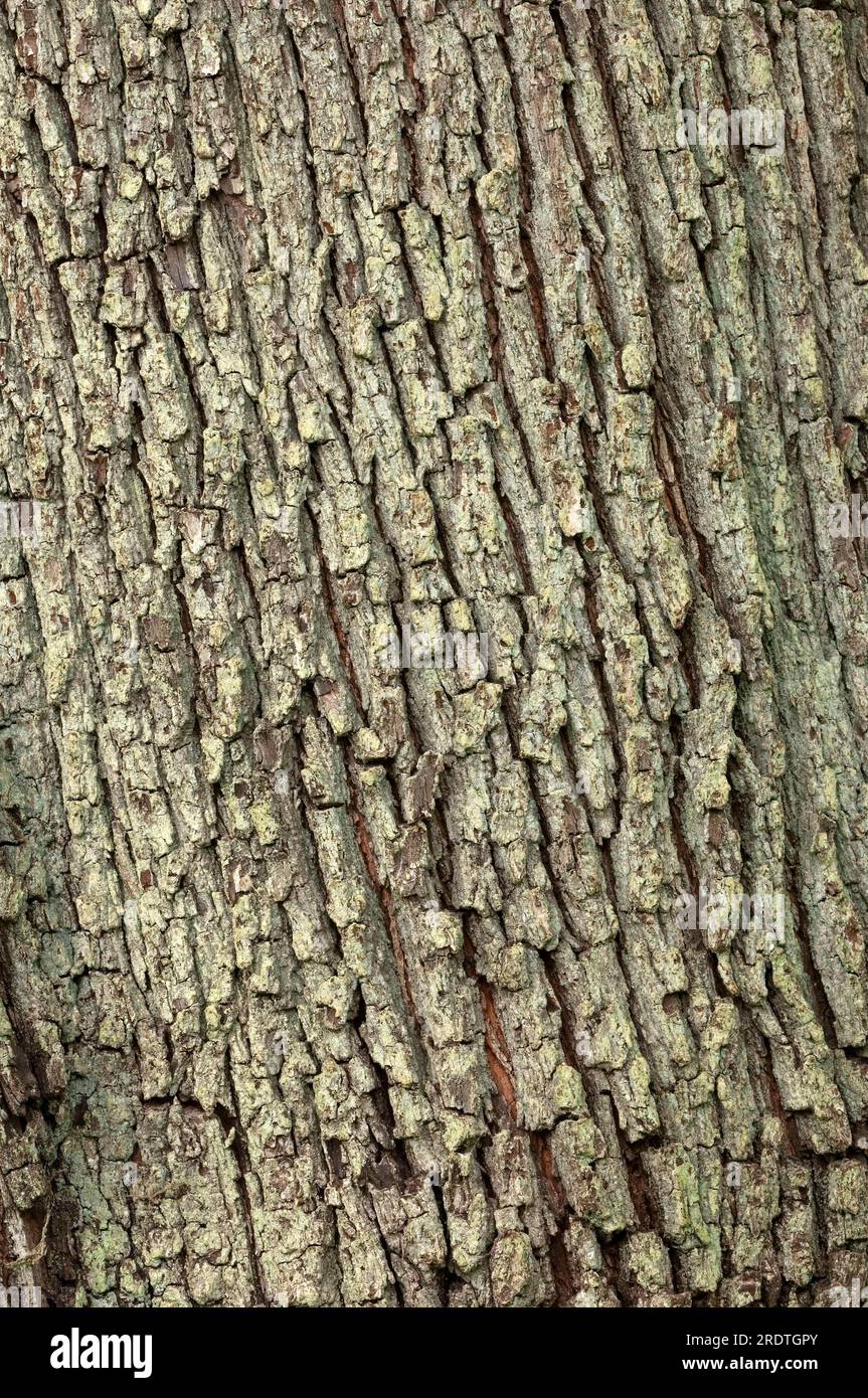 Service tree (Sorbus domestica), bark detail, bark, spar, tree bark ...