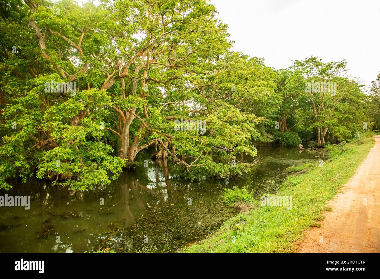 River and trees in the countryside of Sri Lanka, Southeast Asia Stock ...