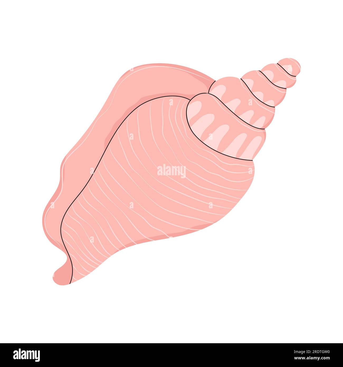 Spiral seashell, mollusc. Marine twisted sea shell Stock Vector Image ...