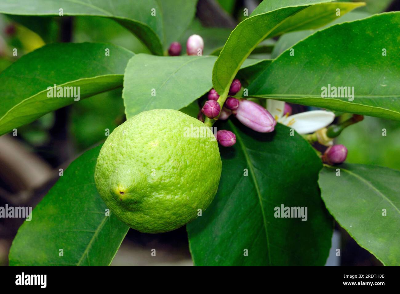 Lemon (Citrus limon) on tree Stock Photo - Alamy