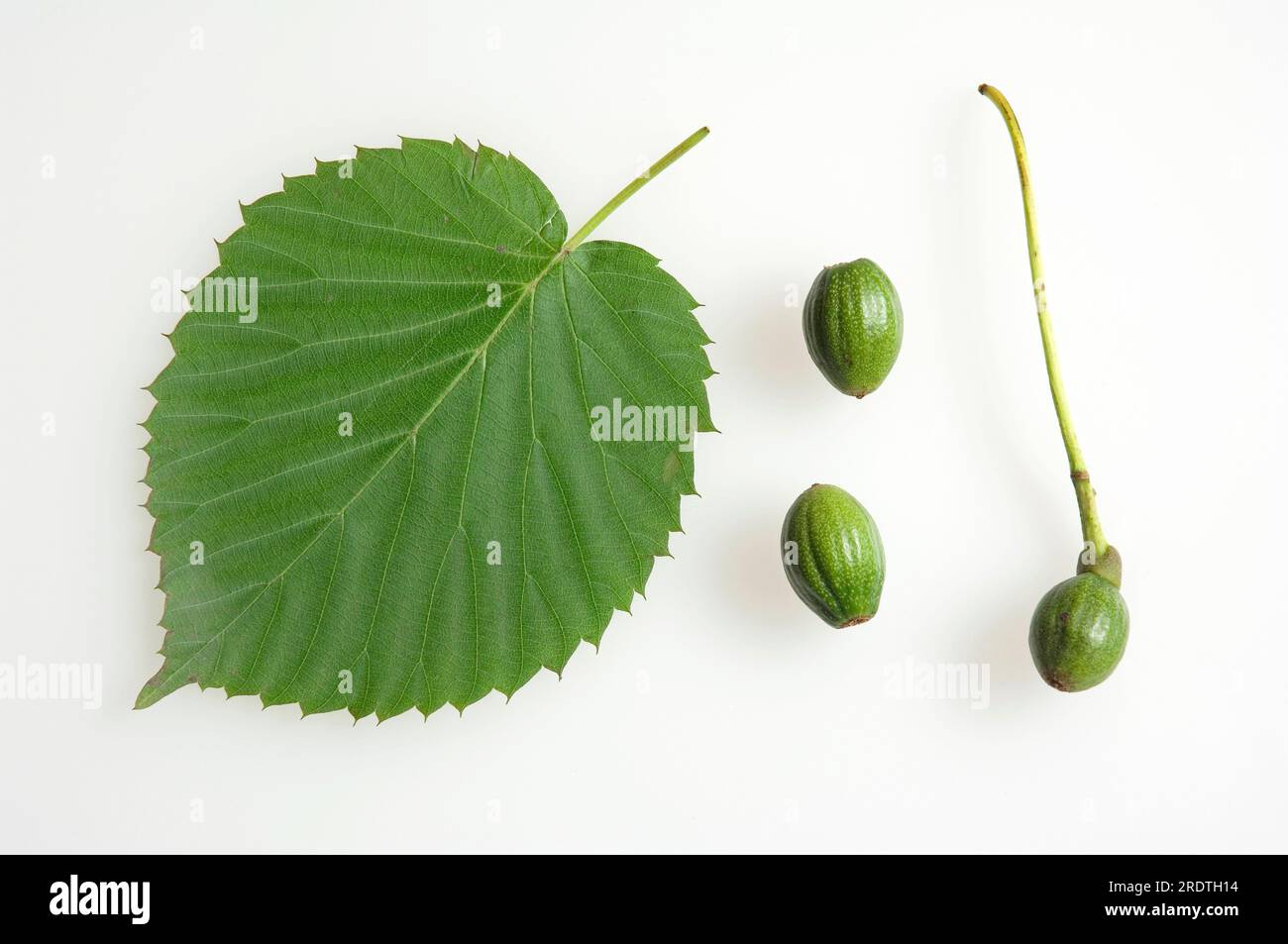 Dove Tree, leaf and fruits, Handkerchief Tree (Davidia involucrata ...