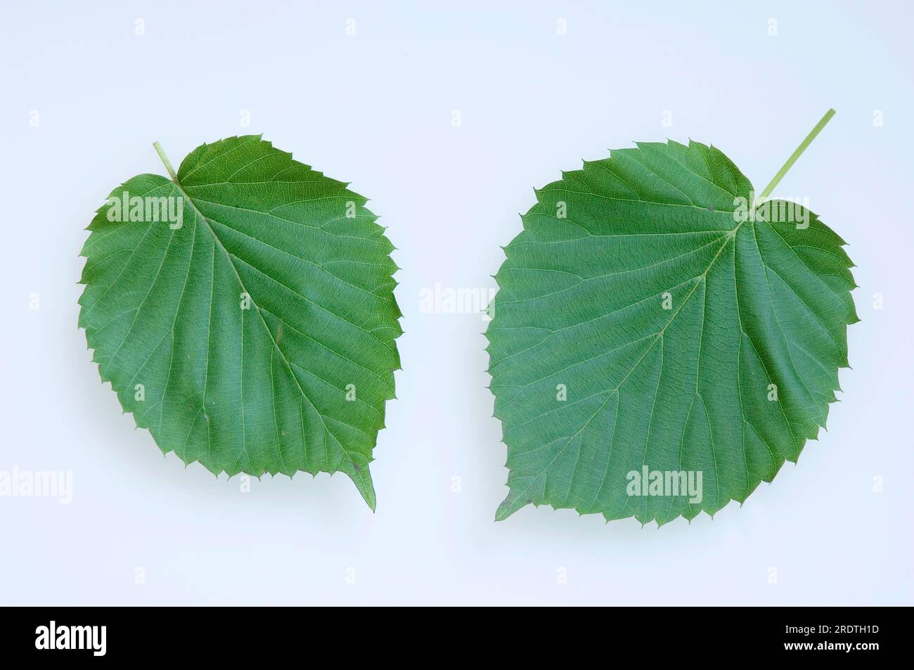 Dove Tree, leaves, Handkerchief Tree (Davidia involucrata), Ghost Tree ...
