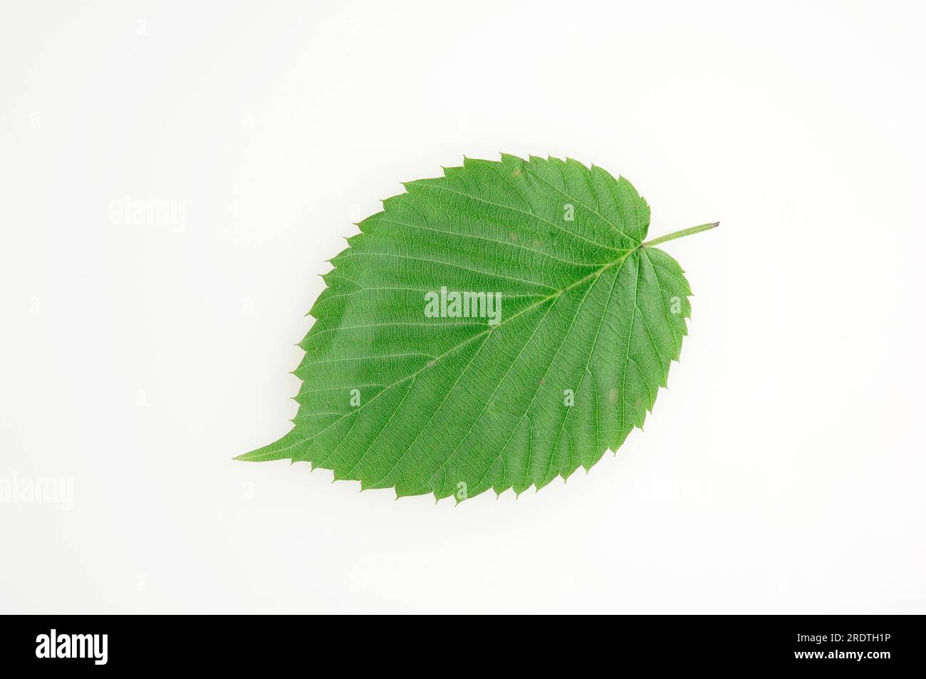 Dove Tree, leaf, Handkerchief Tree (Davidia involucrata), Ghost Tree ...
