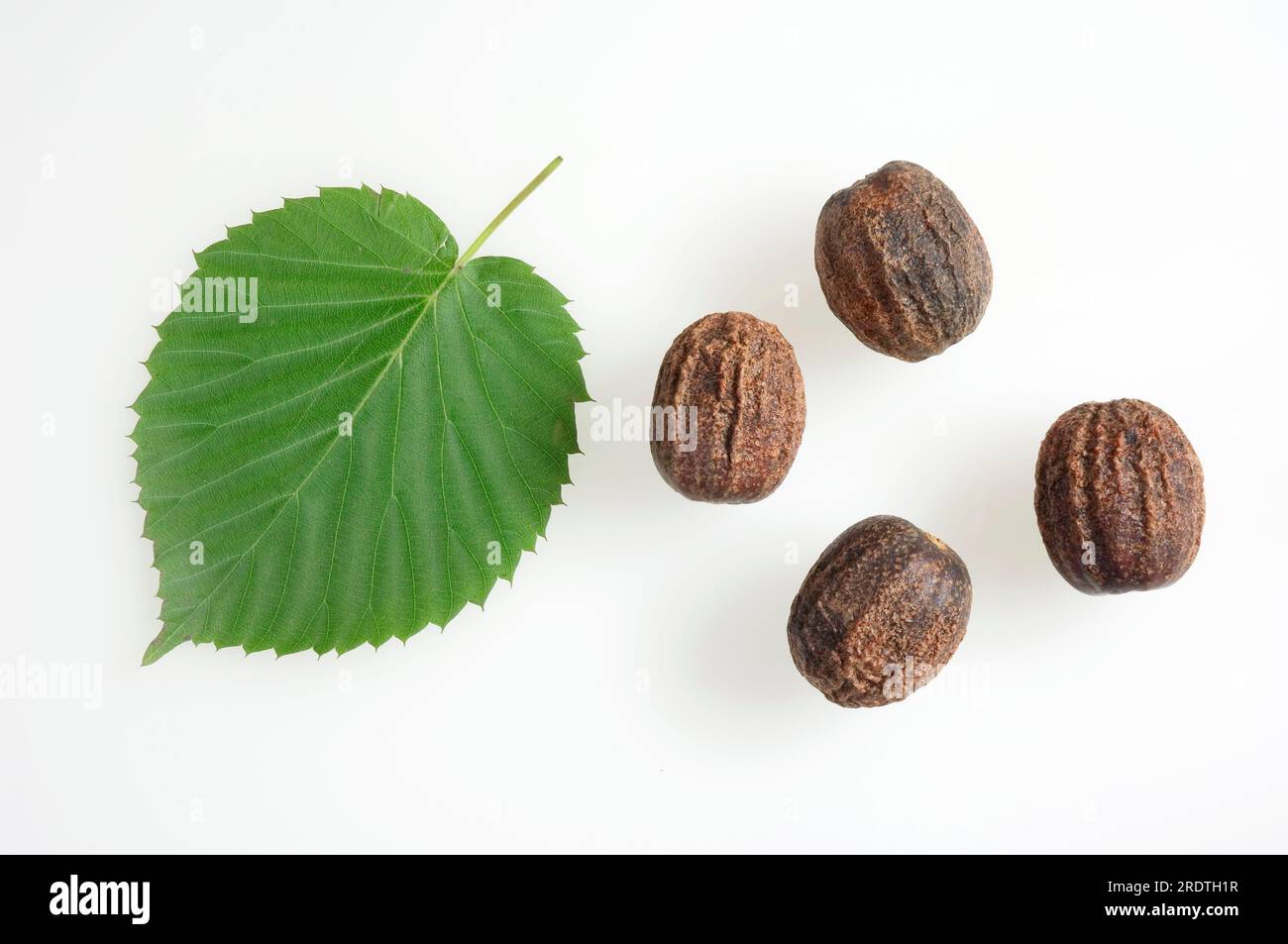 Dove Tree, leaf and fruits, Handkerchief Tree (Davidia involucrata ...