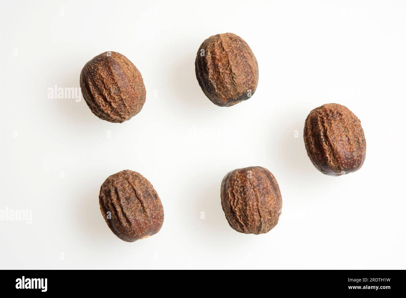 Dove tree, fruit, dove tree, ghost tree (Davidia involucrata ...