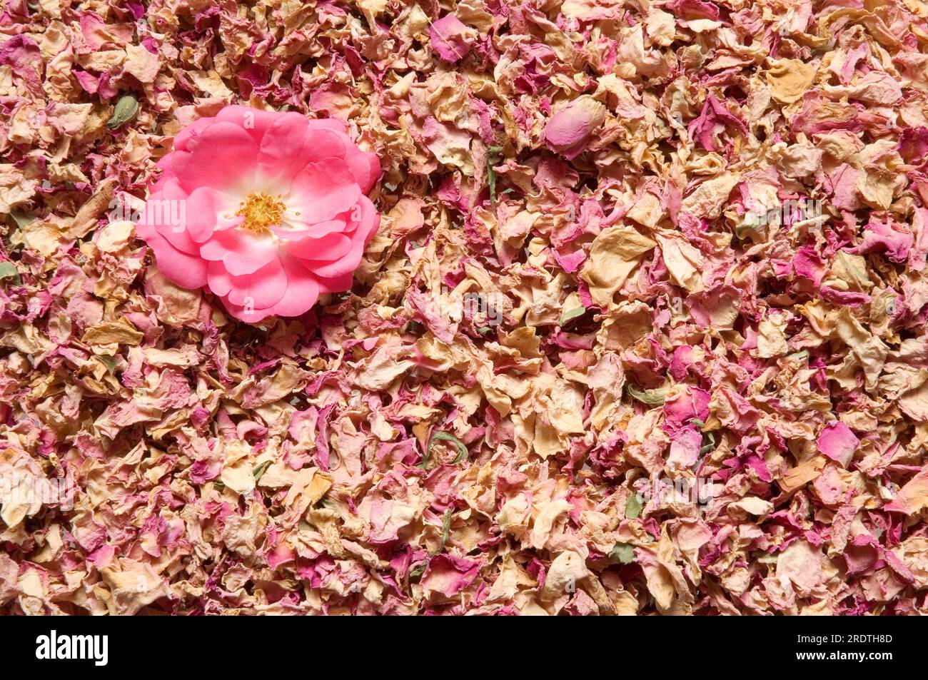 Dried shrub rose (Rosa), petals Stock Photo - Alamy