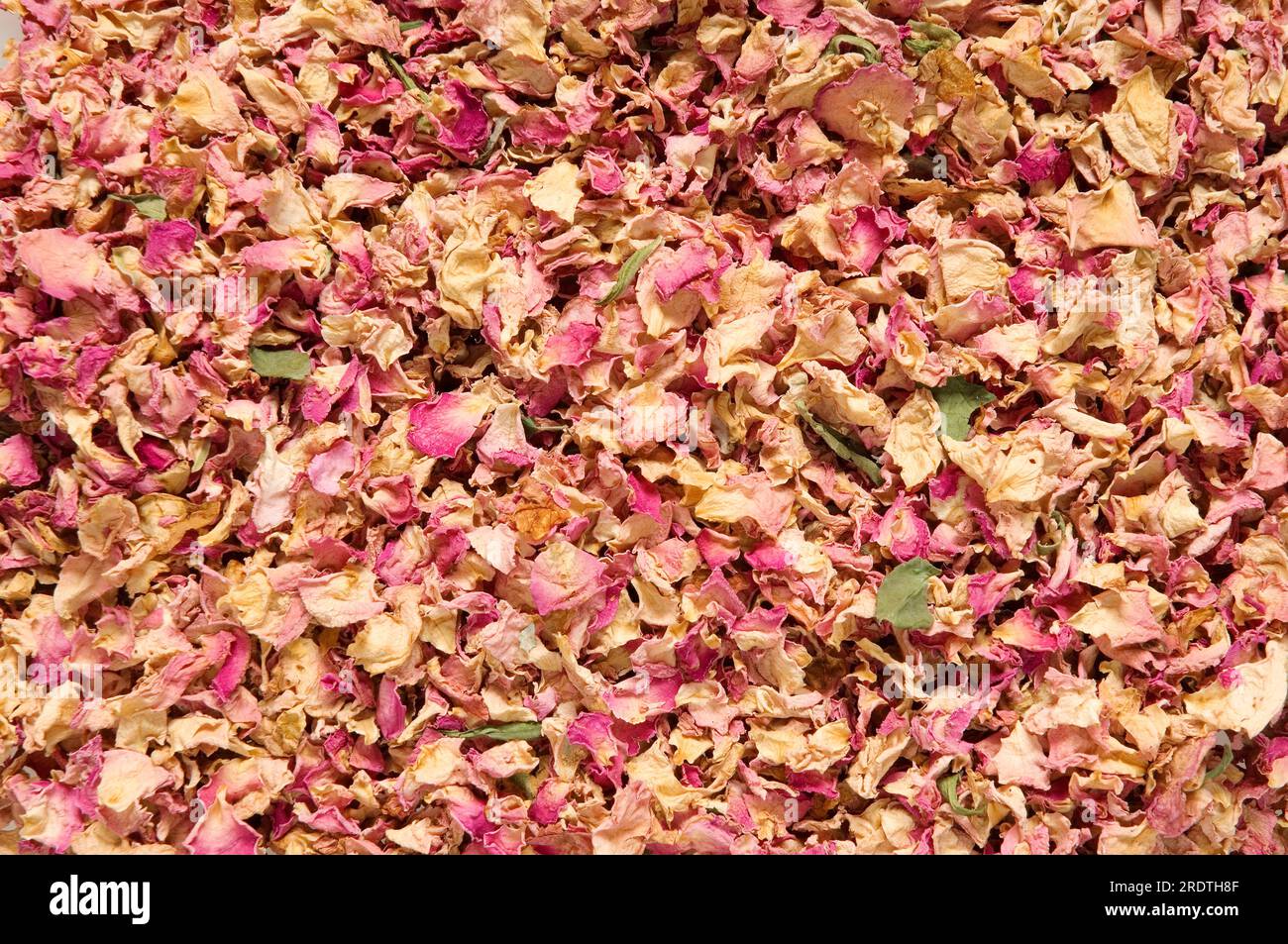Dried shrub rose (Rosa), petals Stock Photo - Alamy
