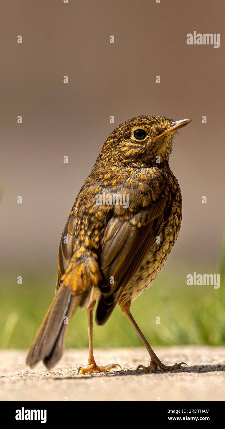 Endearing garden birds hi-res stock photography and images - Alamy
