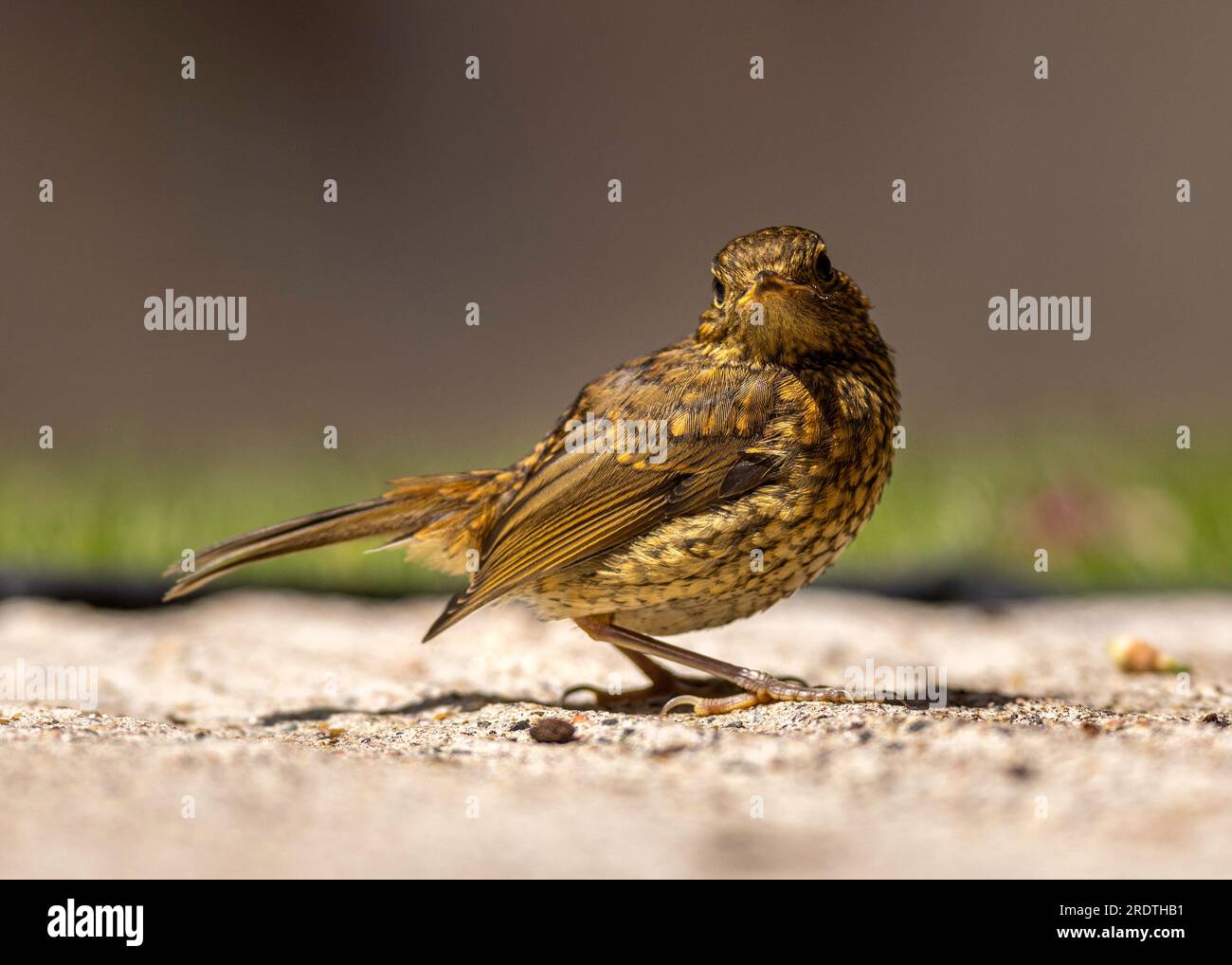 Backyard garden bird hi-res stock photography and images - Alamy