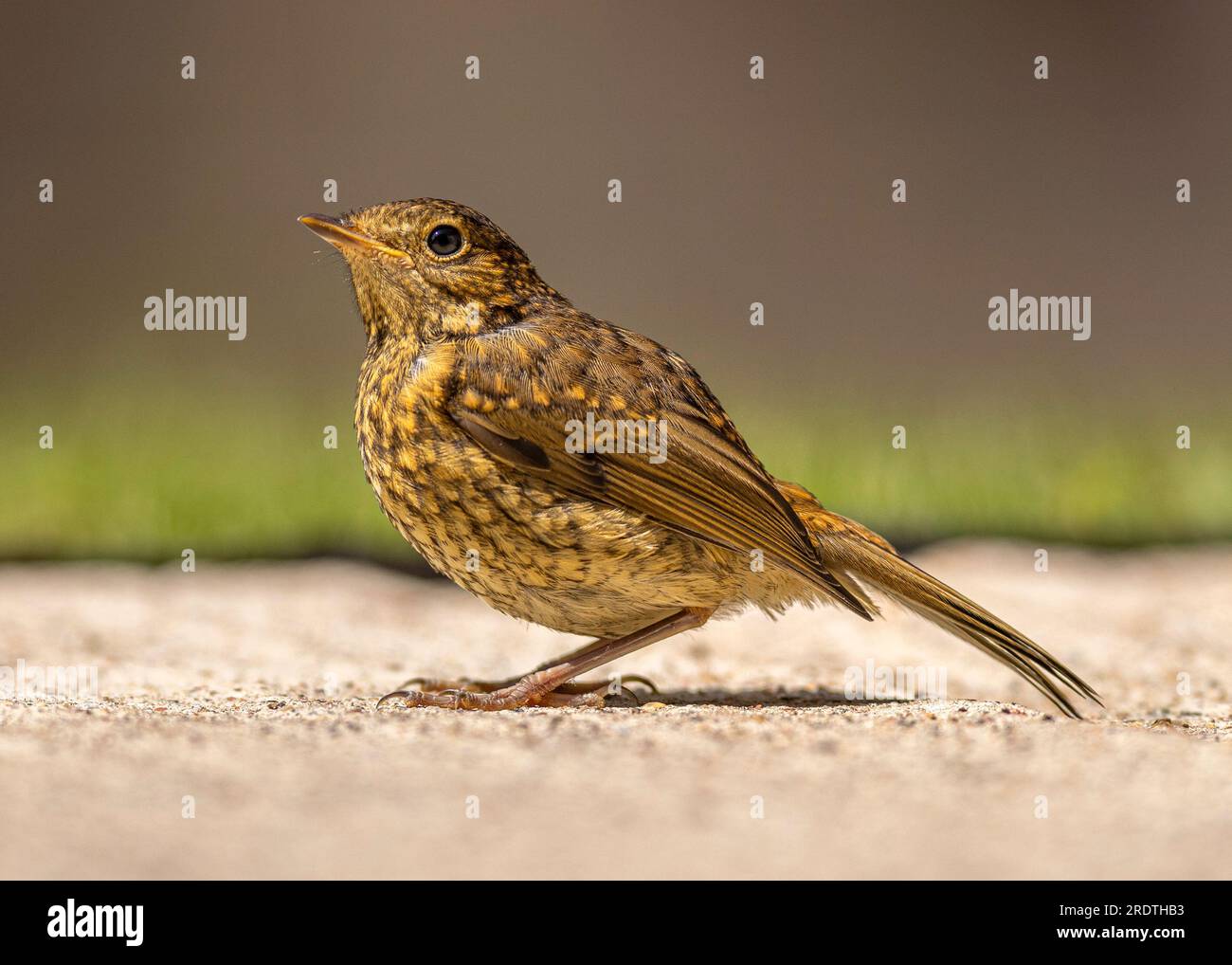 Endearing garden birds hi-res stock photography and images - Alamy