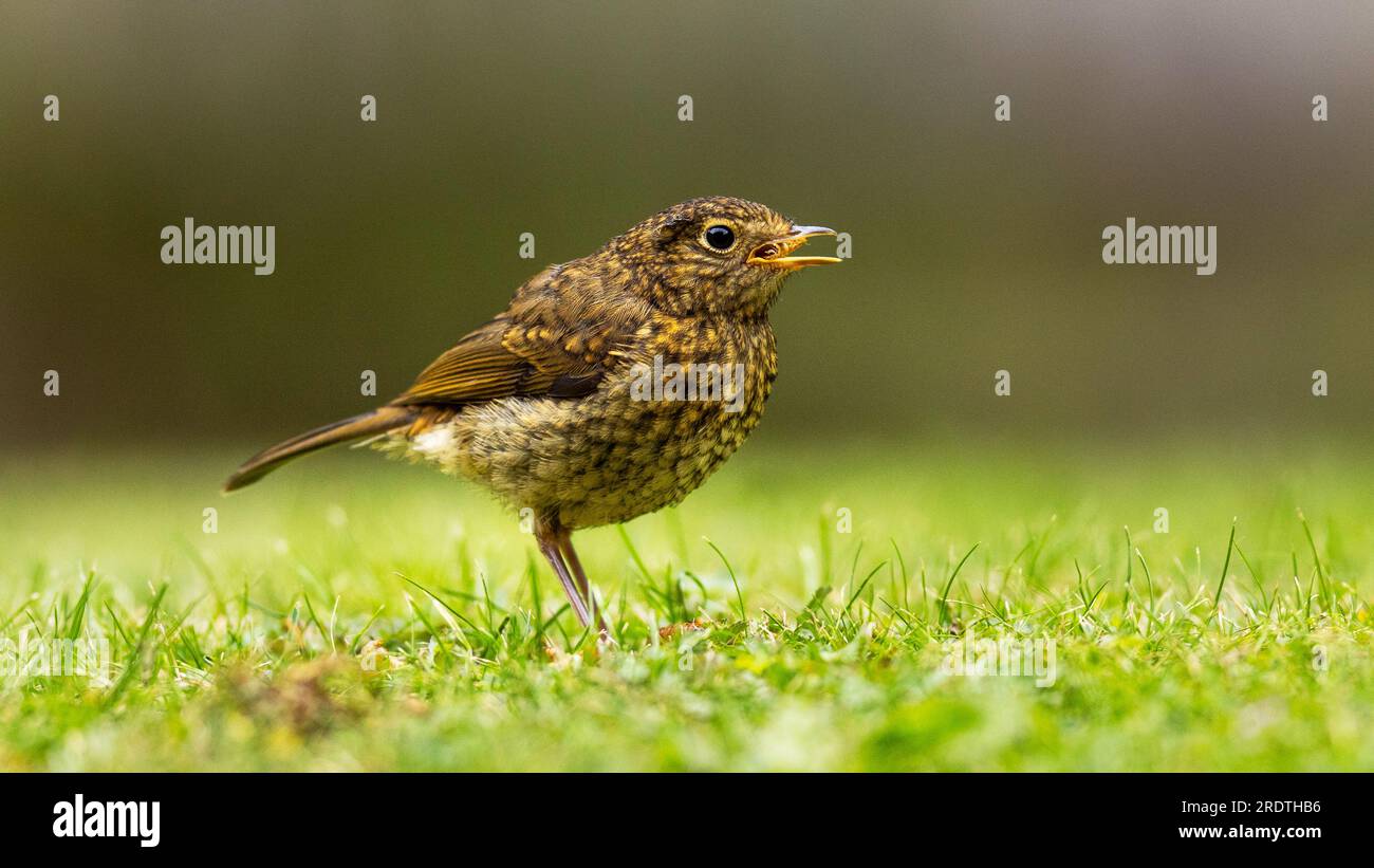 Endearing garden birds hi-res stock photography and images - Alamy