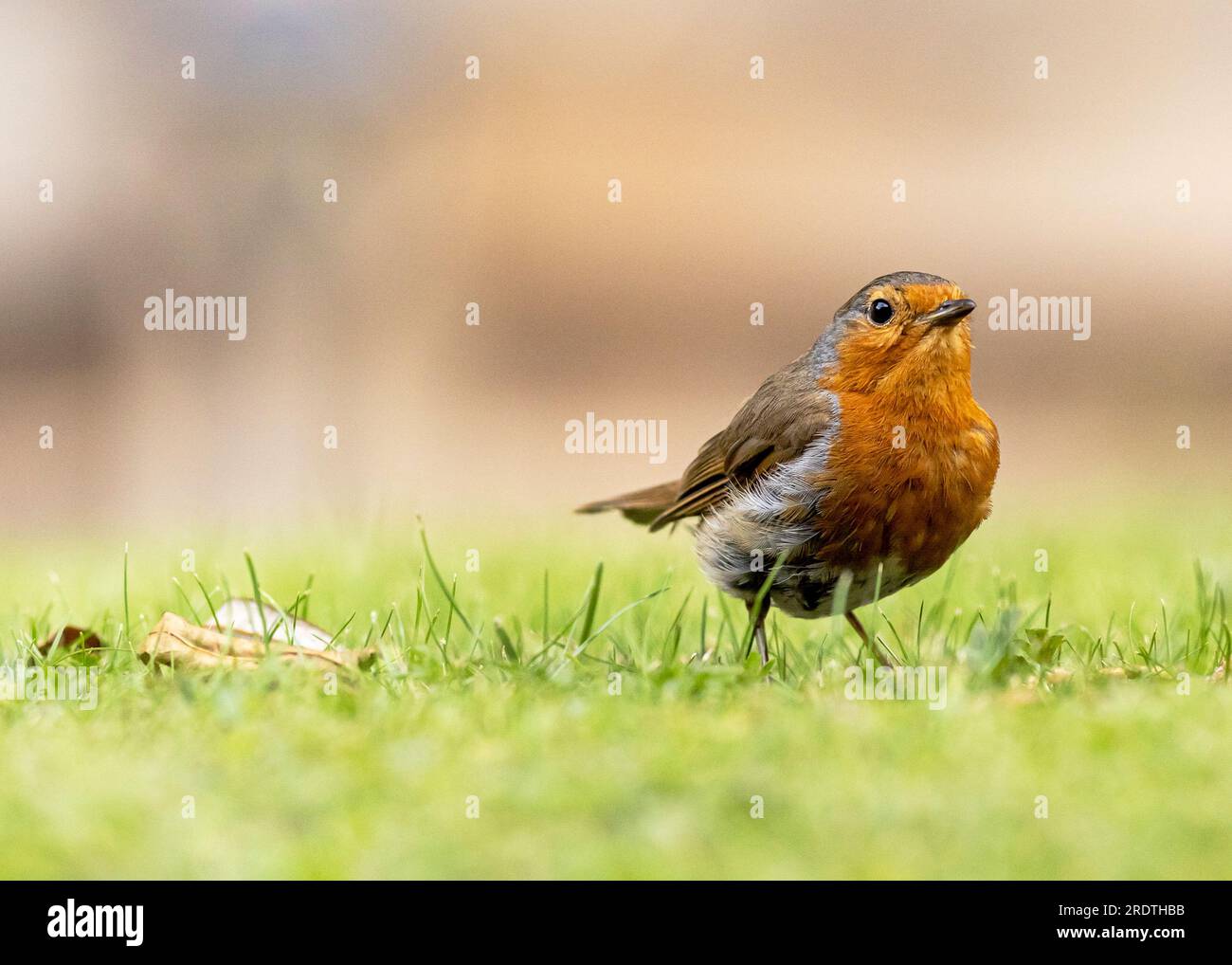 Endearing garden birds hi-res stock photography and images - Alamy