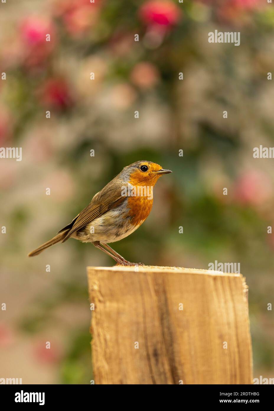 Endearing garden birds hi-res stock photography and images - Alamy