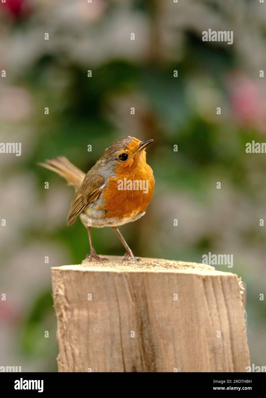 Endearing garden birds hi-res stock photography and images - Alamy