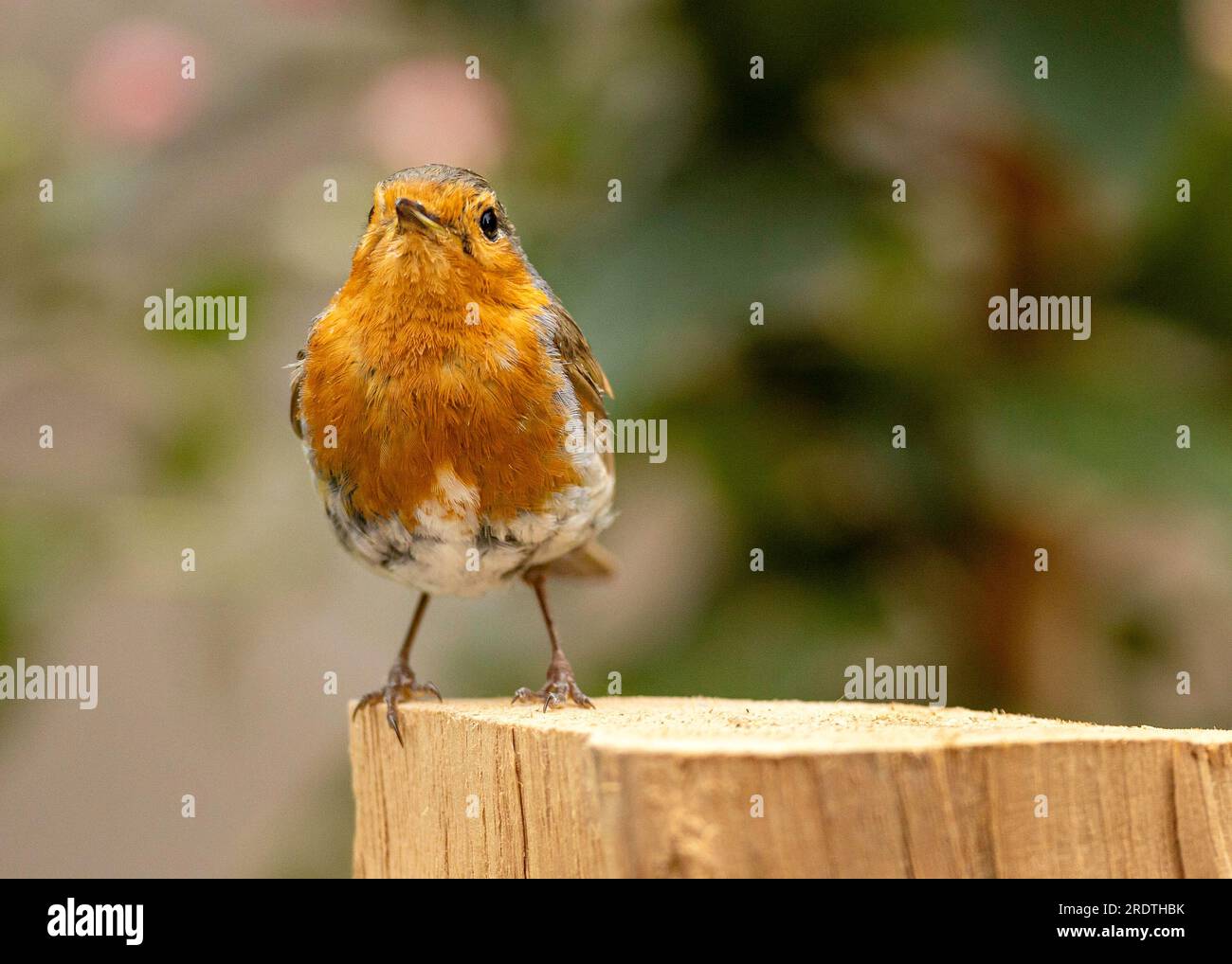 Endearing garden birds hi-res stock photography and images - Alamy