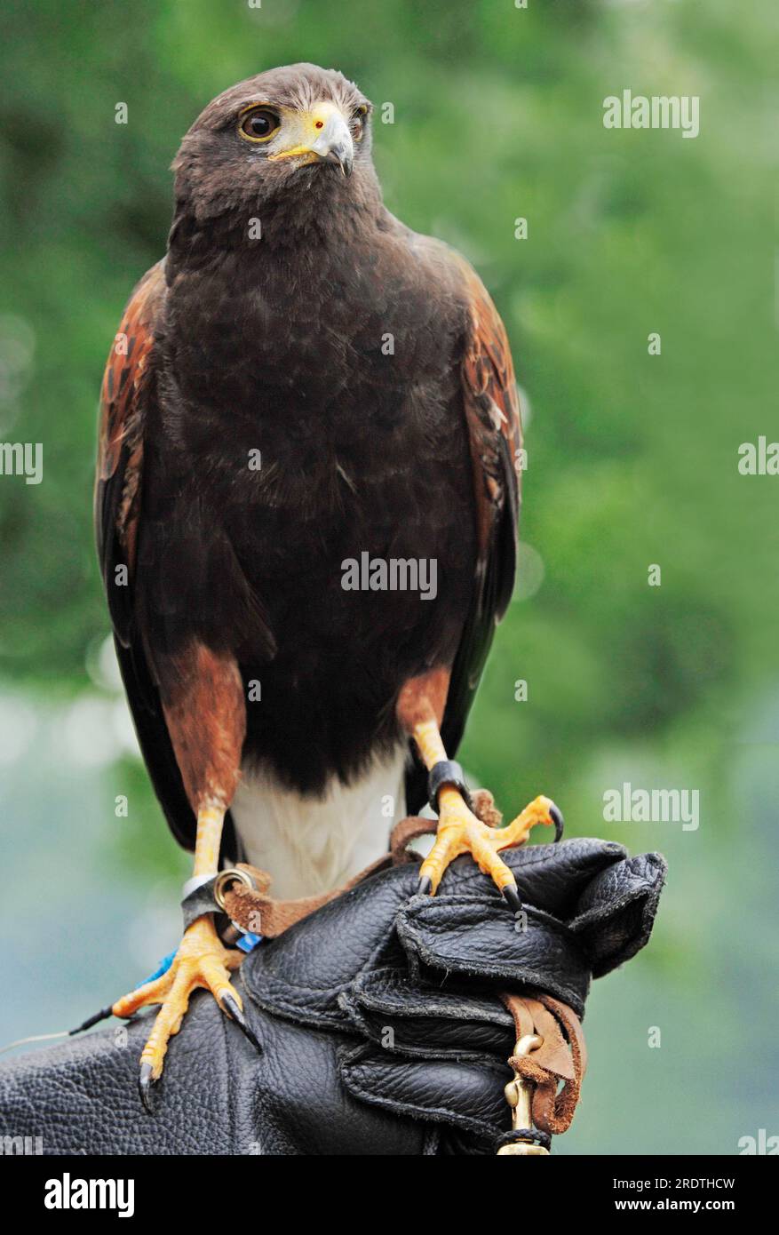 Falconer with harriss hawk hi-res stock photography and images - Alamy