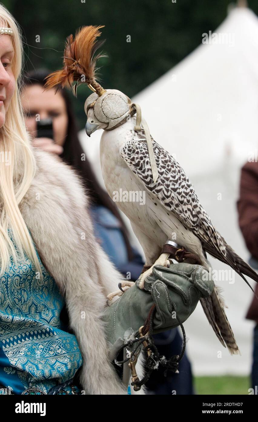 Falconer with Gyr (Falco rusticolus) Falcon, white phase Stock Photo ...