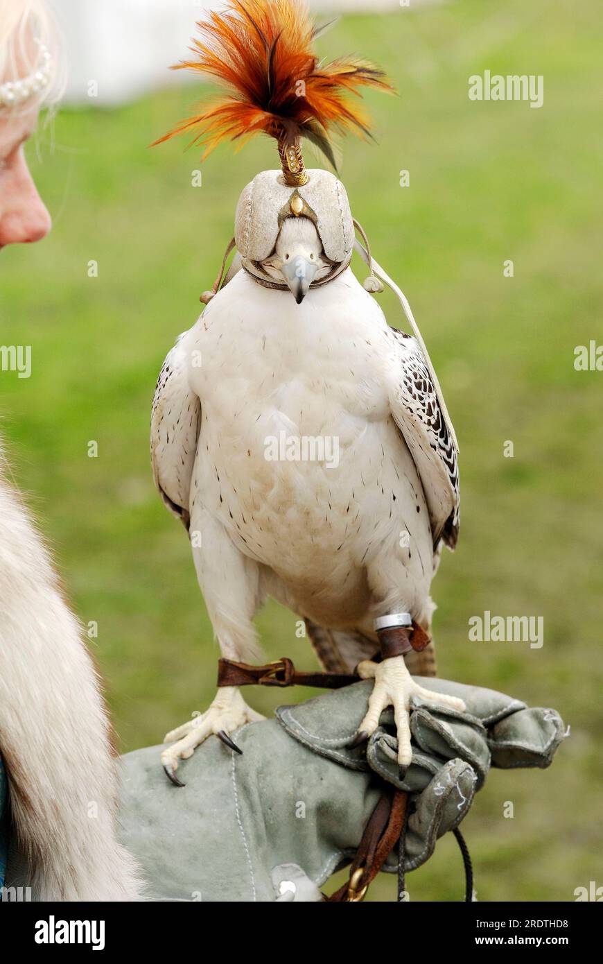 Falconer with Gyr (Falco rusticolus) Falcon, white phase Stock Photo ...