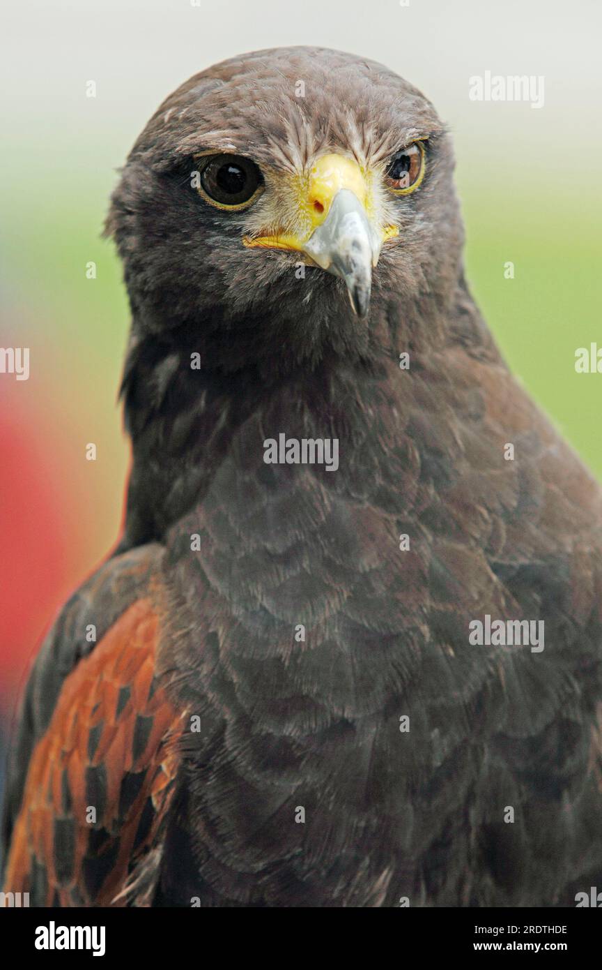 Harris' Hawk, Bay-winged Hawk (Parabuteo unicinctus Stock Photo - Alamy