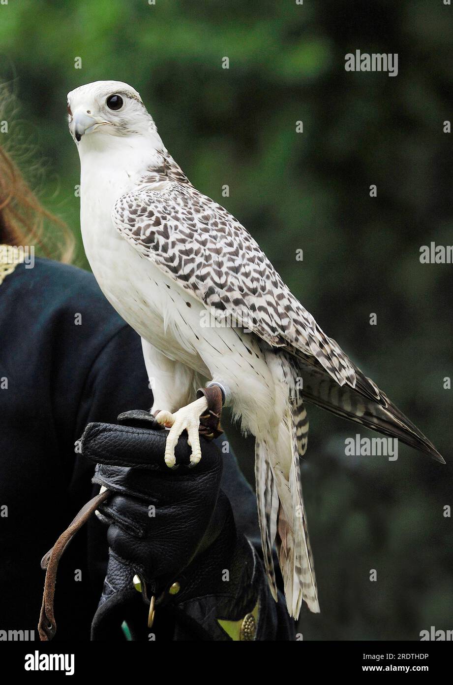Falconer with Gyr (Falco rusticolus) Falcon, white phase Stock Photo ...