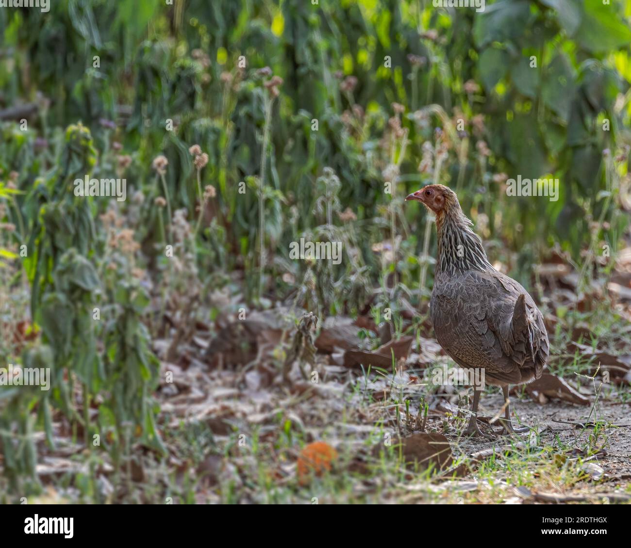 A kalij Pheasant female running towards bushes Stock Photo - Alamy