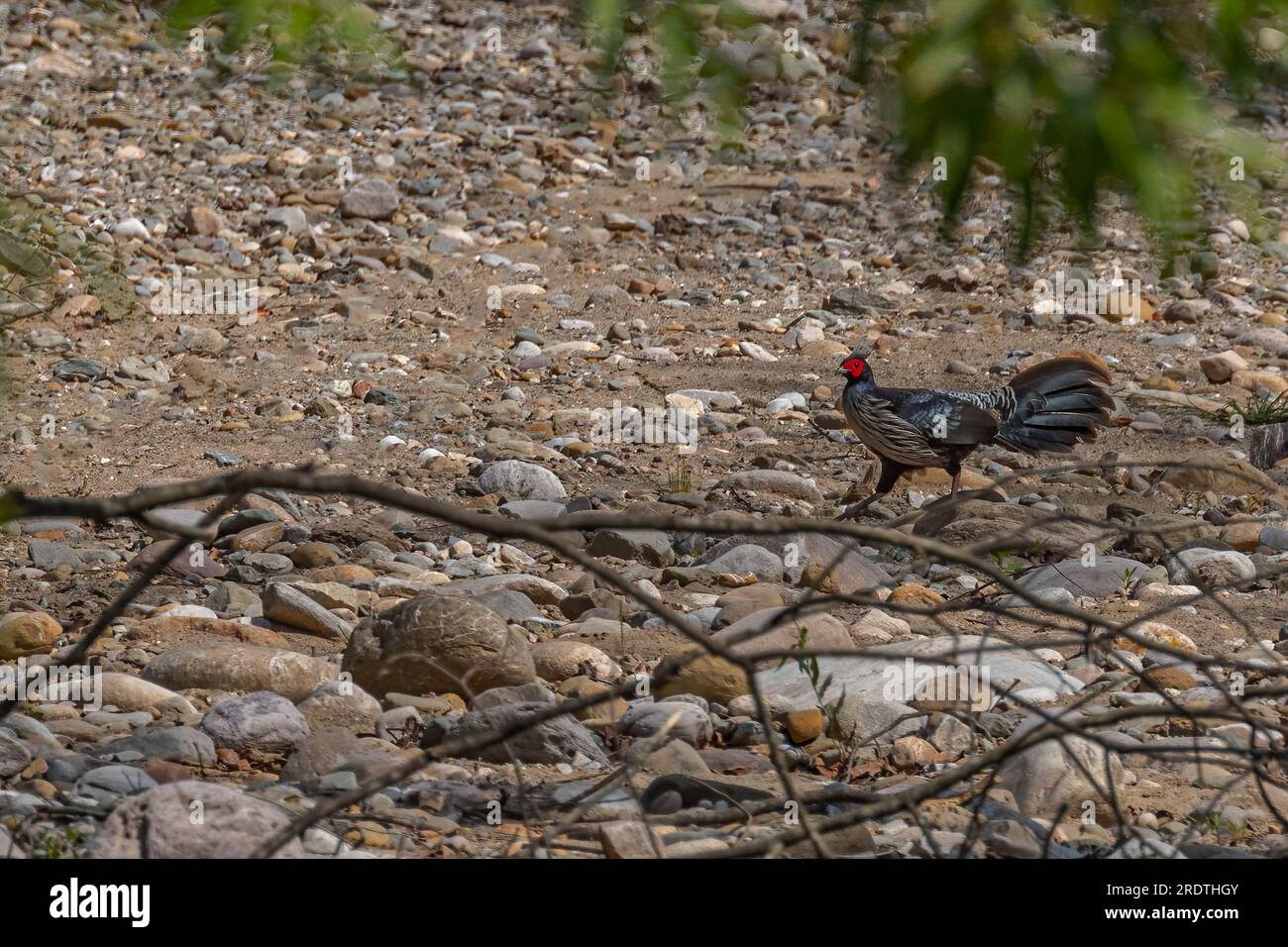 A Kalij pheasant running on a ground Stock Photo - Alamy