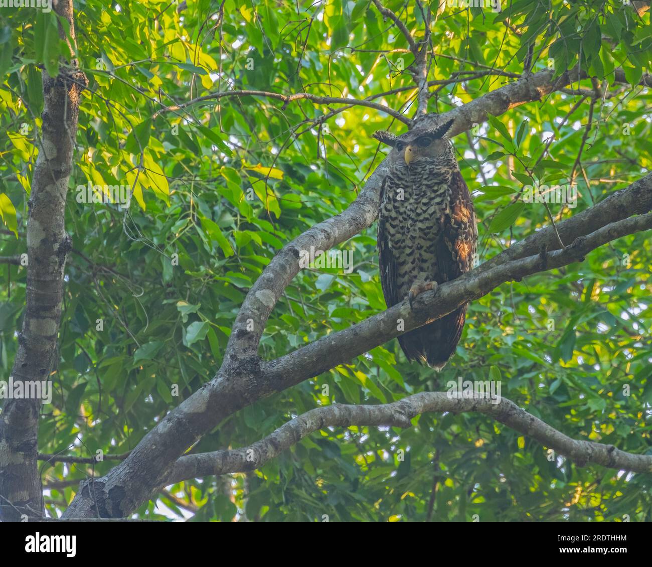 Owl looking down hi-res stock photography and images - Alamy