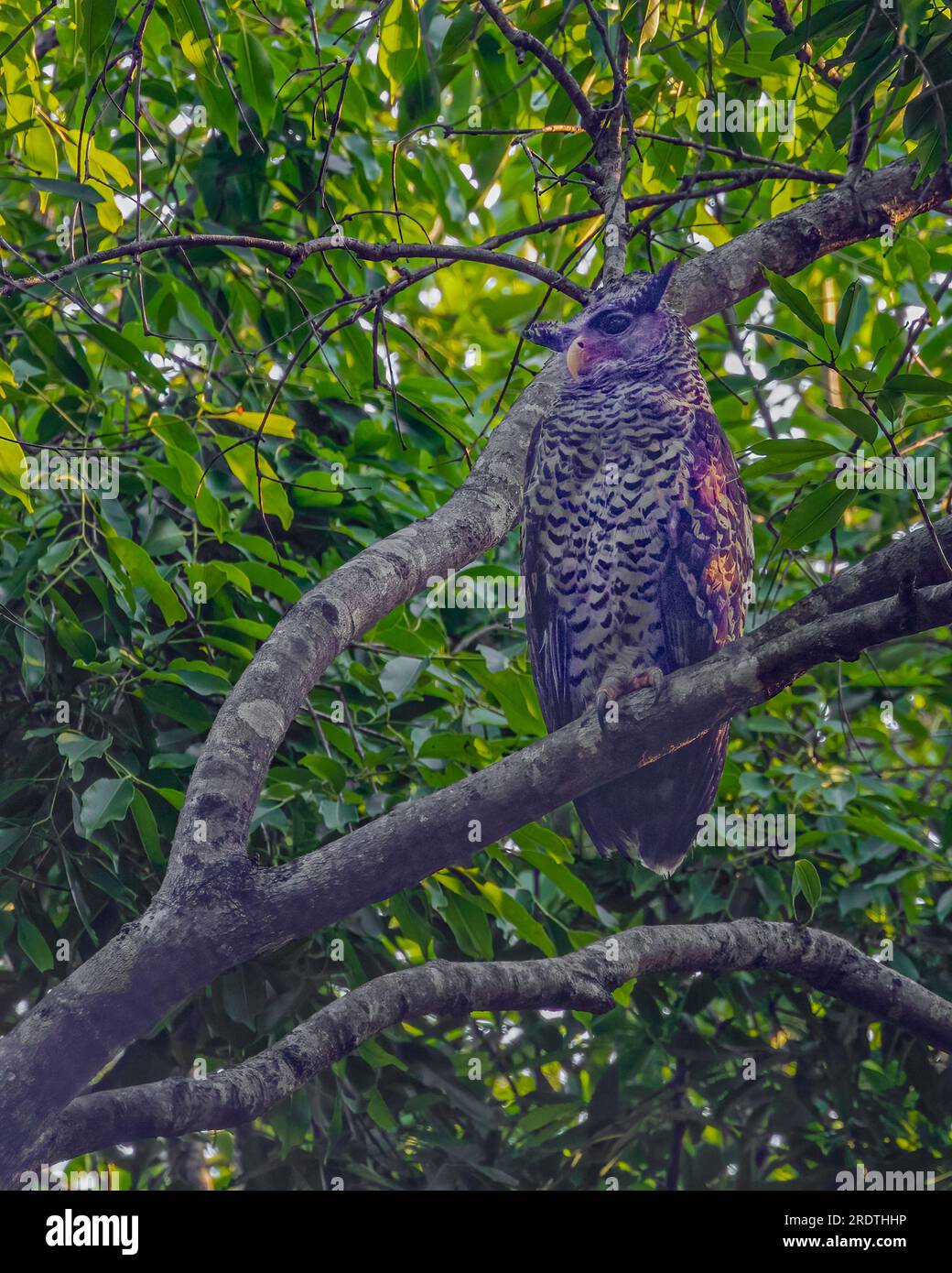 A White Chested Owl looking side way Stock Photo - Alamy