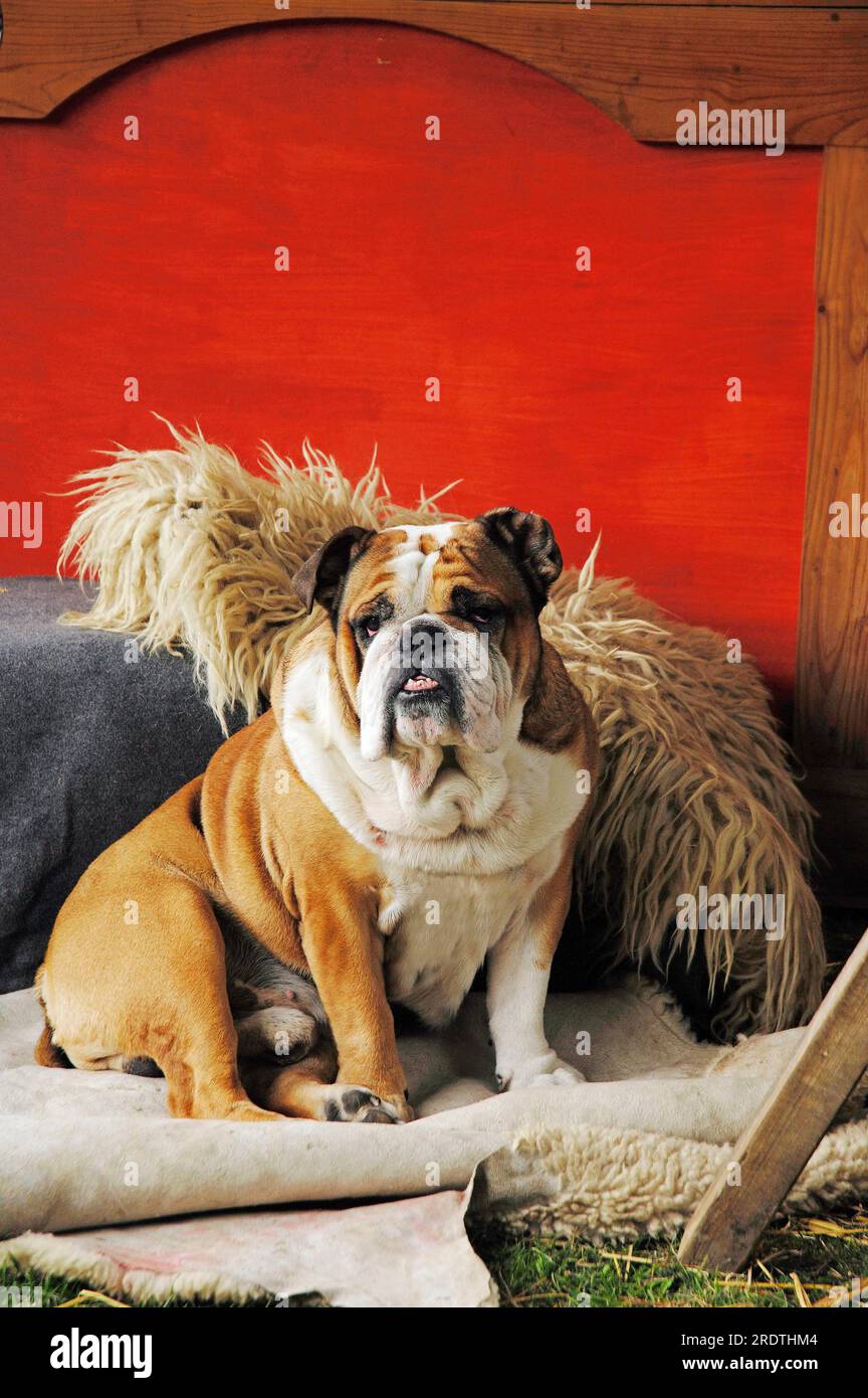 English bulldog adult hi-res stock photography and images - Alamy