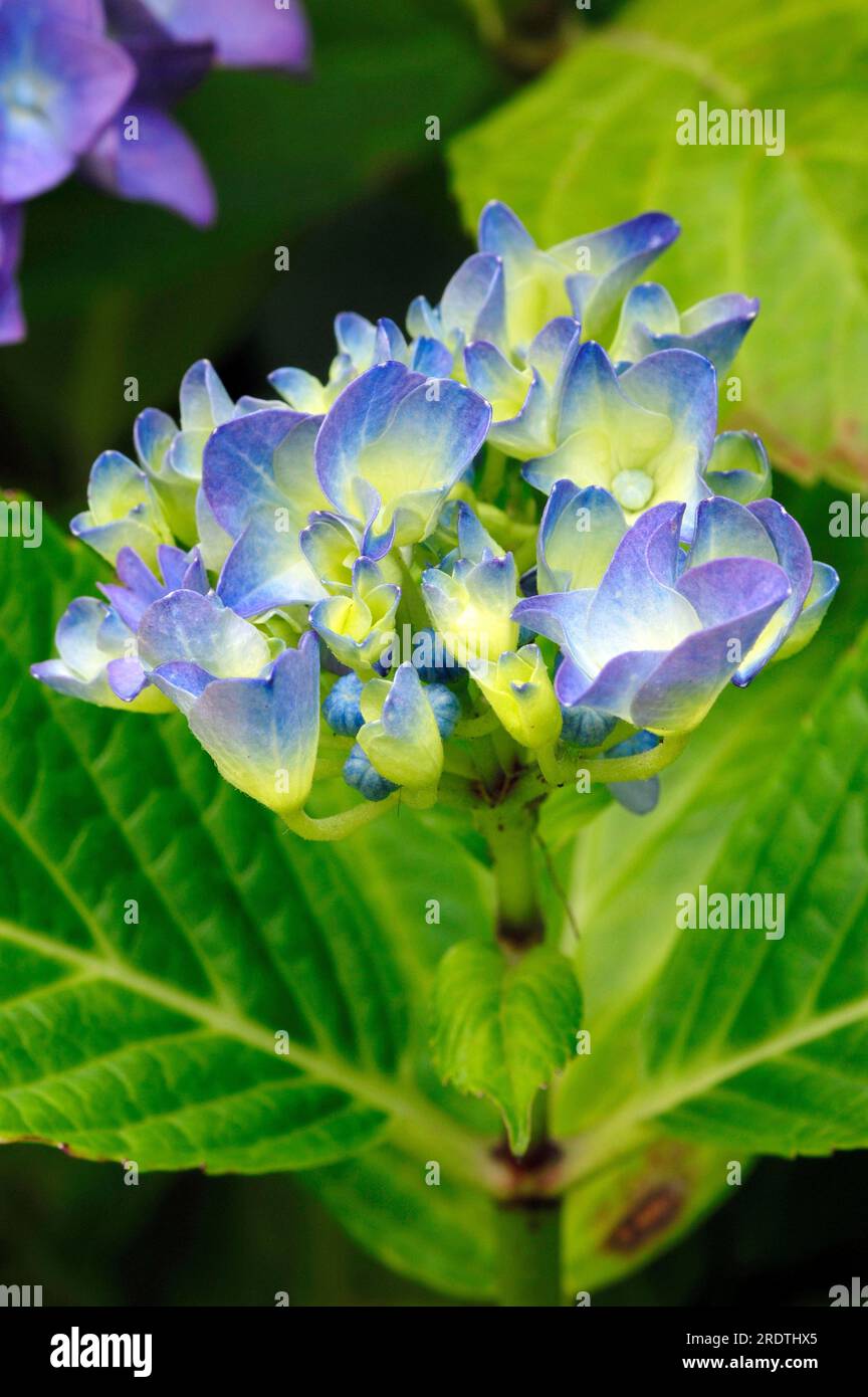 Hortensia (Hydrangea macrophylla Stock Photo - Alamy