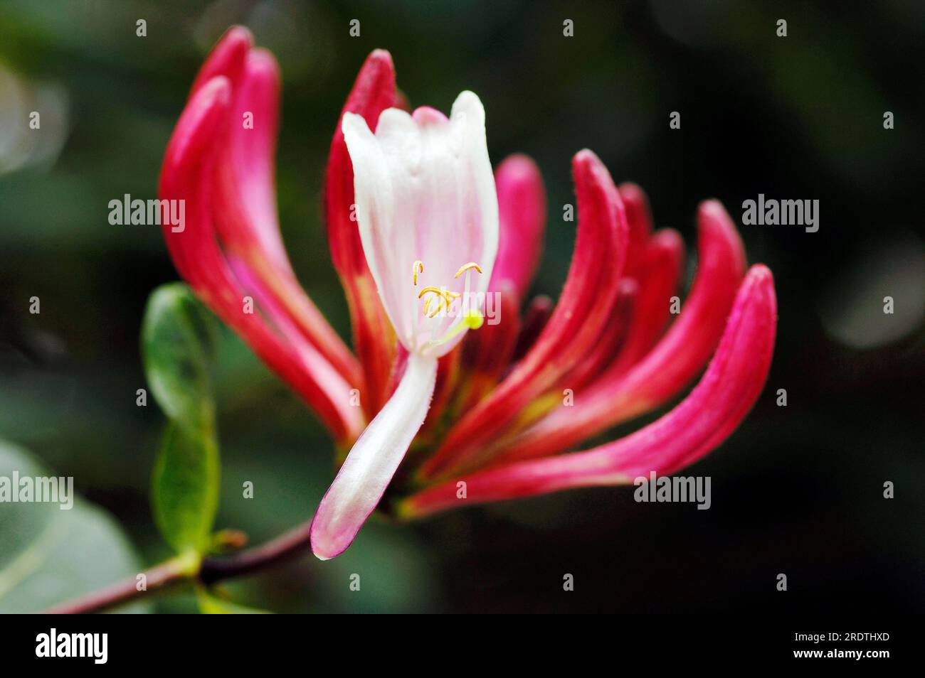 Italian Honeysuckle, North Rhine-Westphalia, Germany, Perfoliate ...