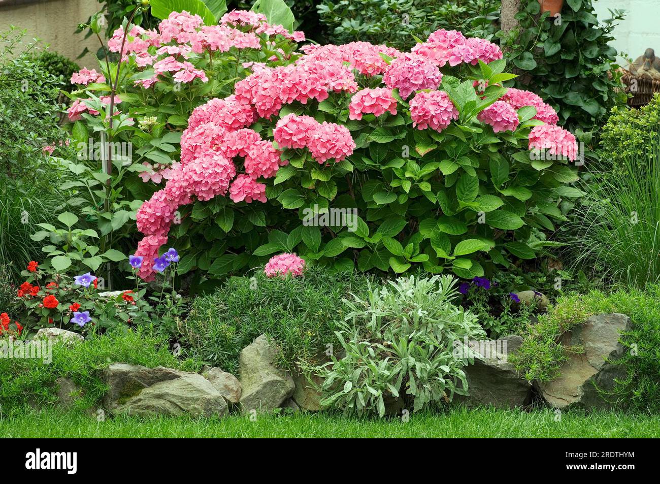 Hortensia (Hydrangea macrophylla Stock Photo - Alamy
