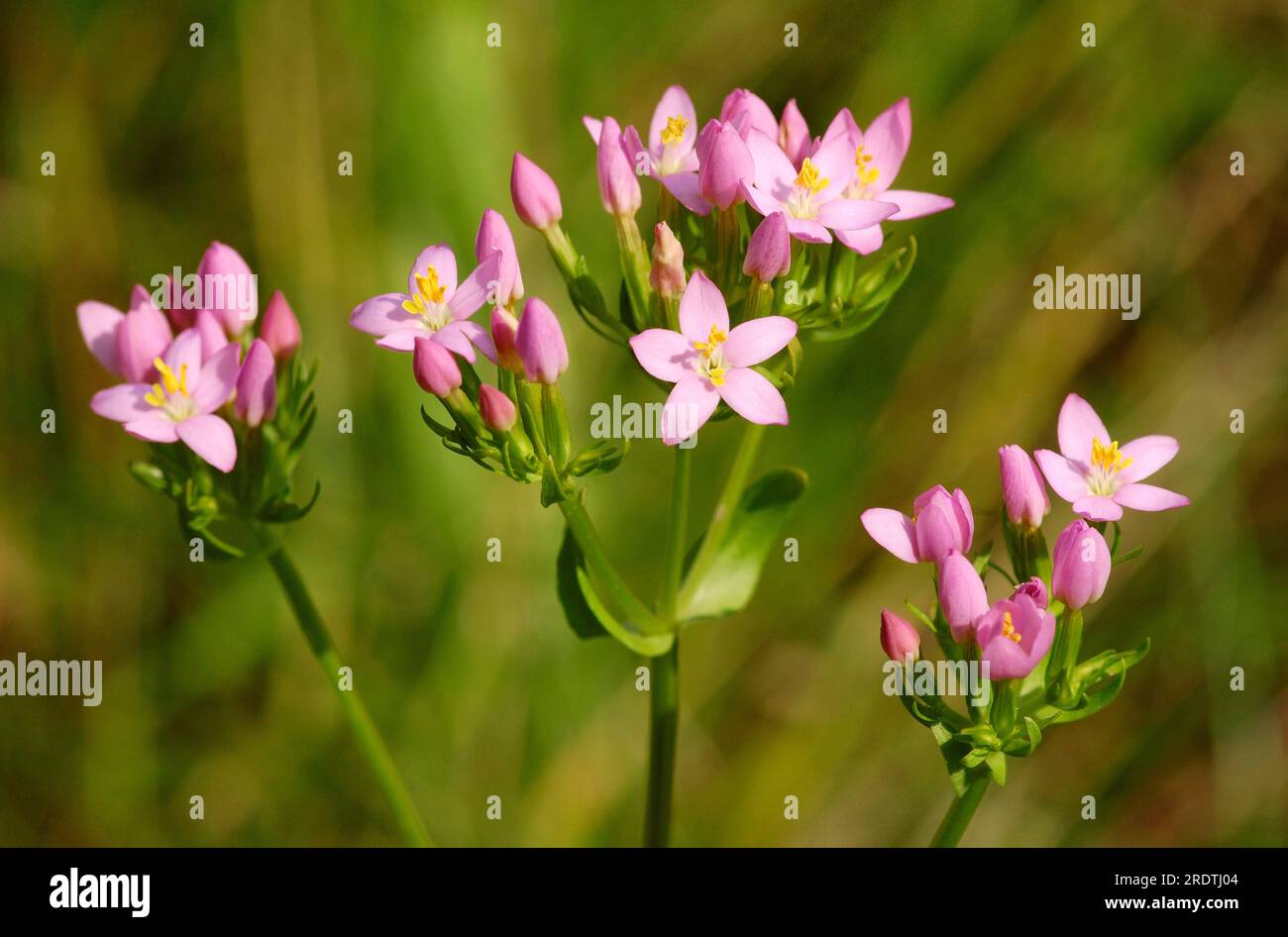Lesser Centaury, North Rhine-Westphalia, Germany (Centaurium erythraea ...