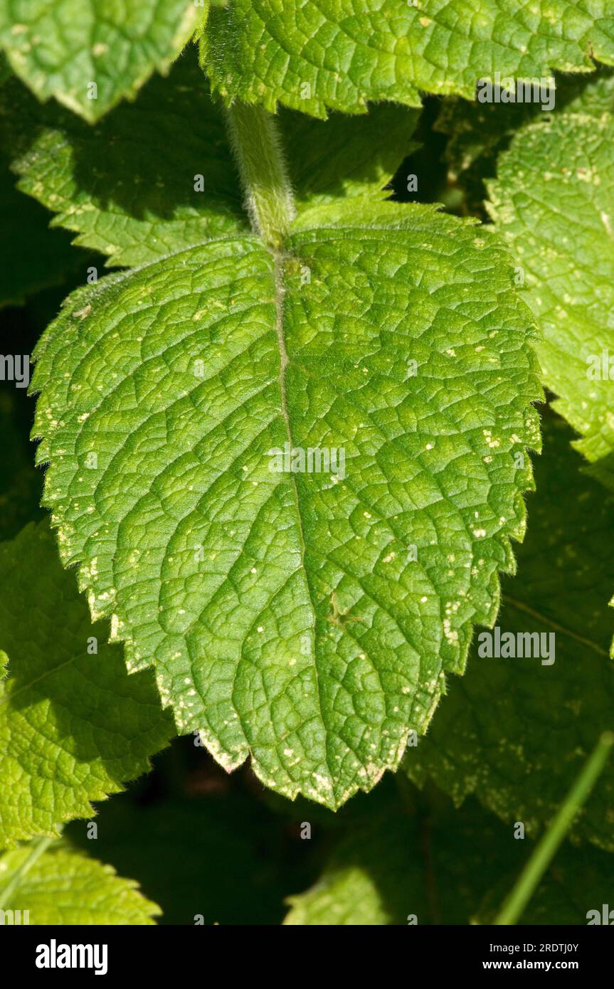 Mint, leaf (Mentha suaveolens x spicata Stock Photo - Alamy