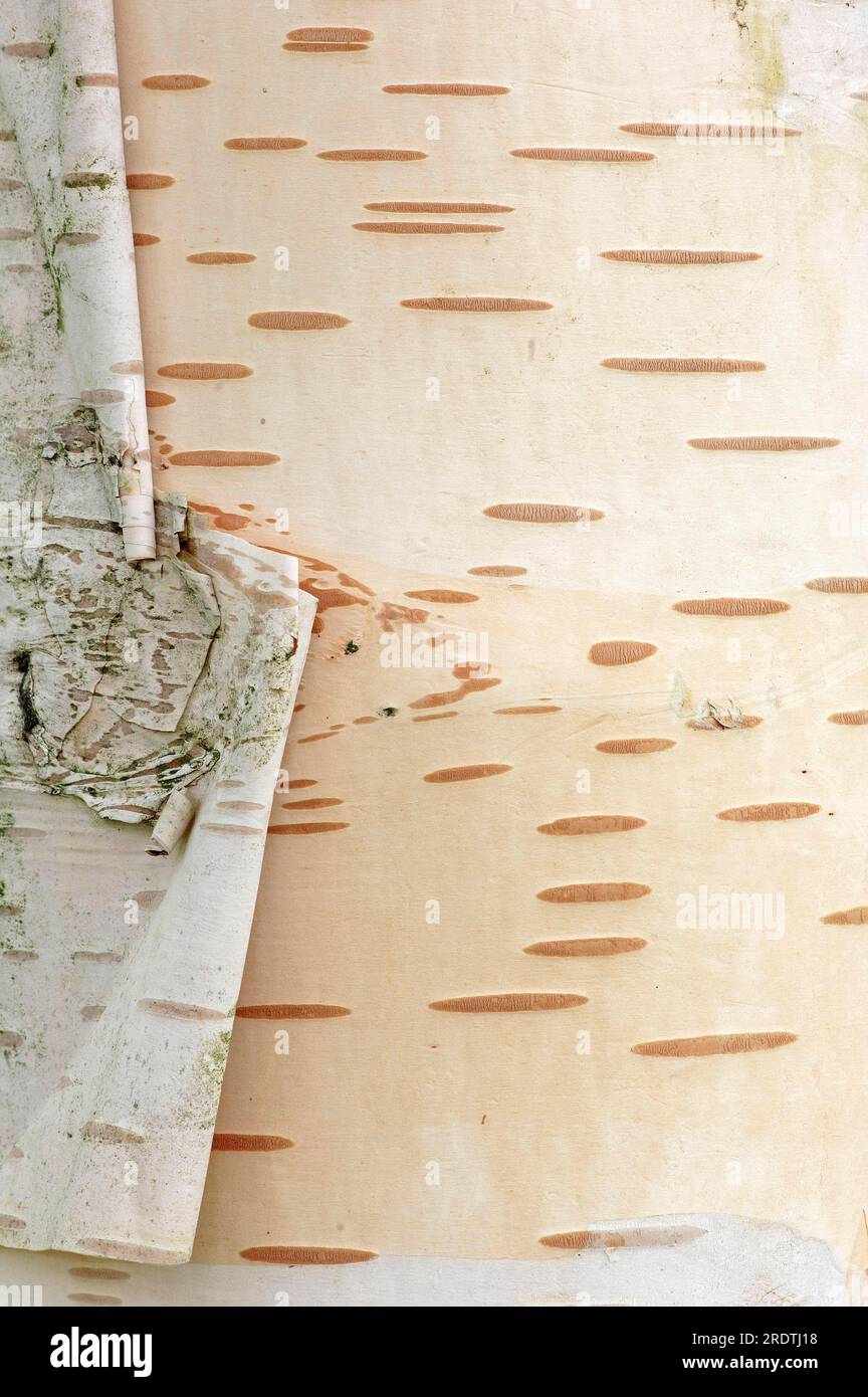 Bark of himalayan birch (Betula utilis), Whitebark Himalayan Birch ...