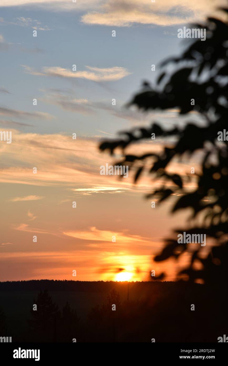 Evening sunset horizon and bushes of trees. Blue-yellow horizon and ...