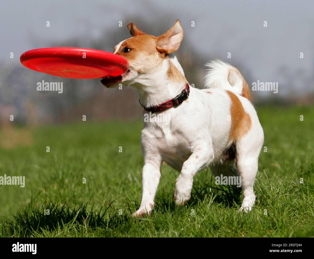 Jack Russell Terrier with Frisbee Stock Photo - Alamy