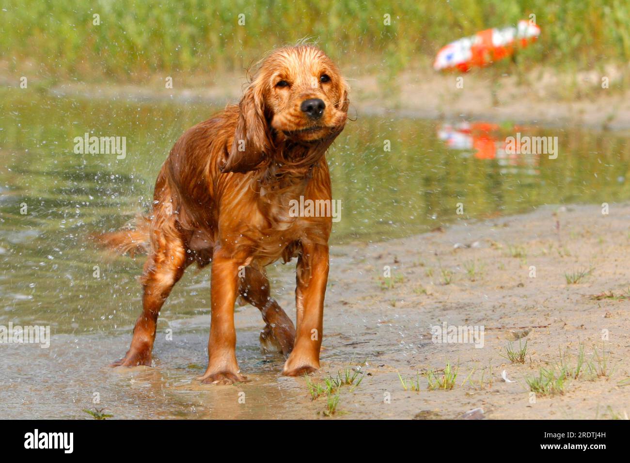 English Cocker Spaniel, English Cocker Spaniel, wet Stock Photo - Alamy