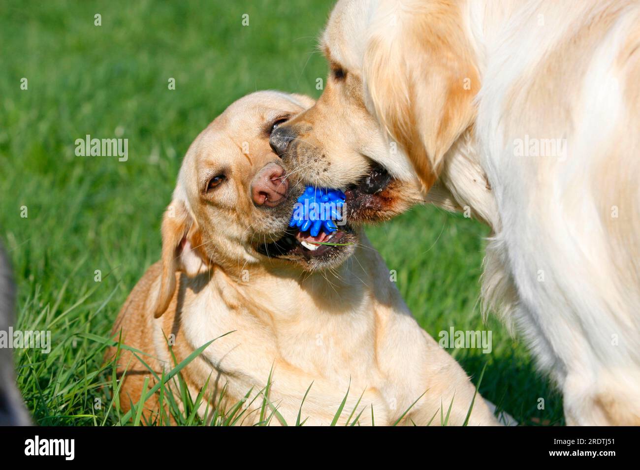 Labrador Retriever and Golden Retriever with toys Stock Photo - Alamy