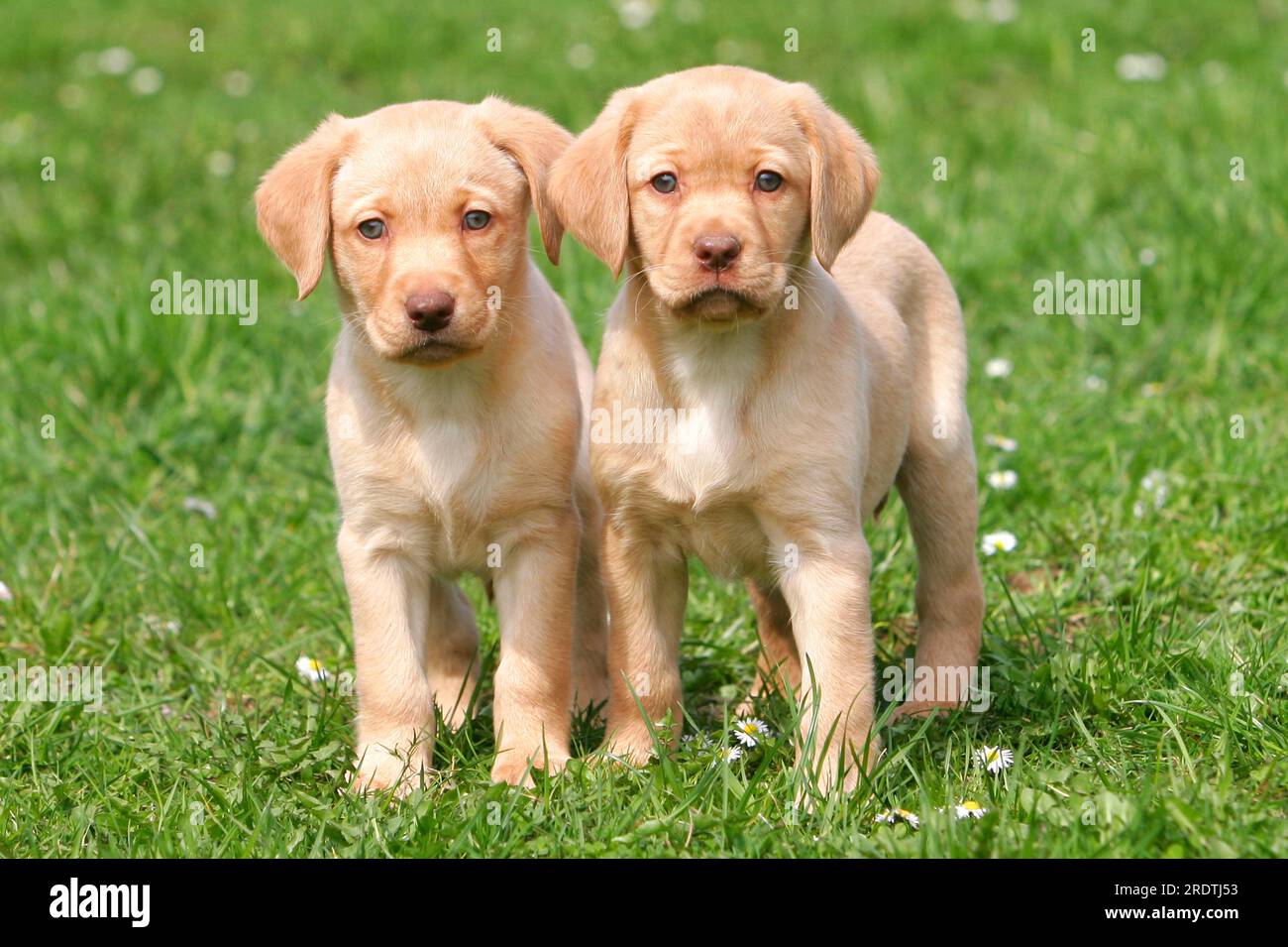 8 eight puppies hi-res stock photography and images - Alamy
