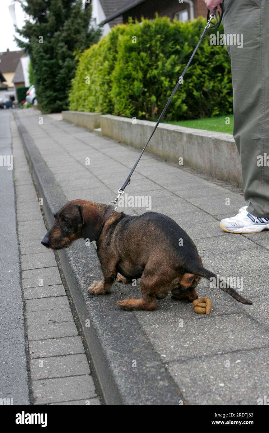 Rough haired dachshund, defecates on pavement, defecating, defecating ...
