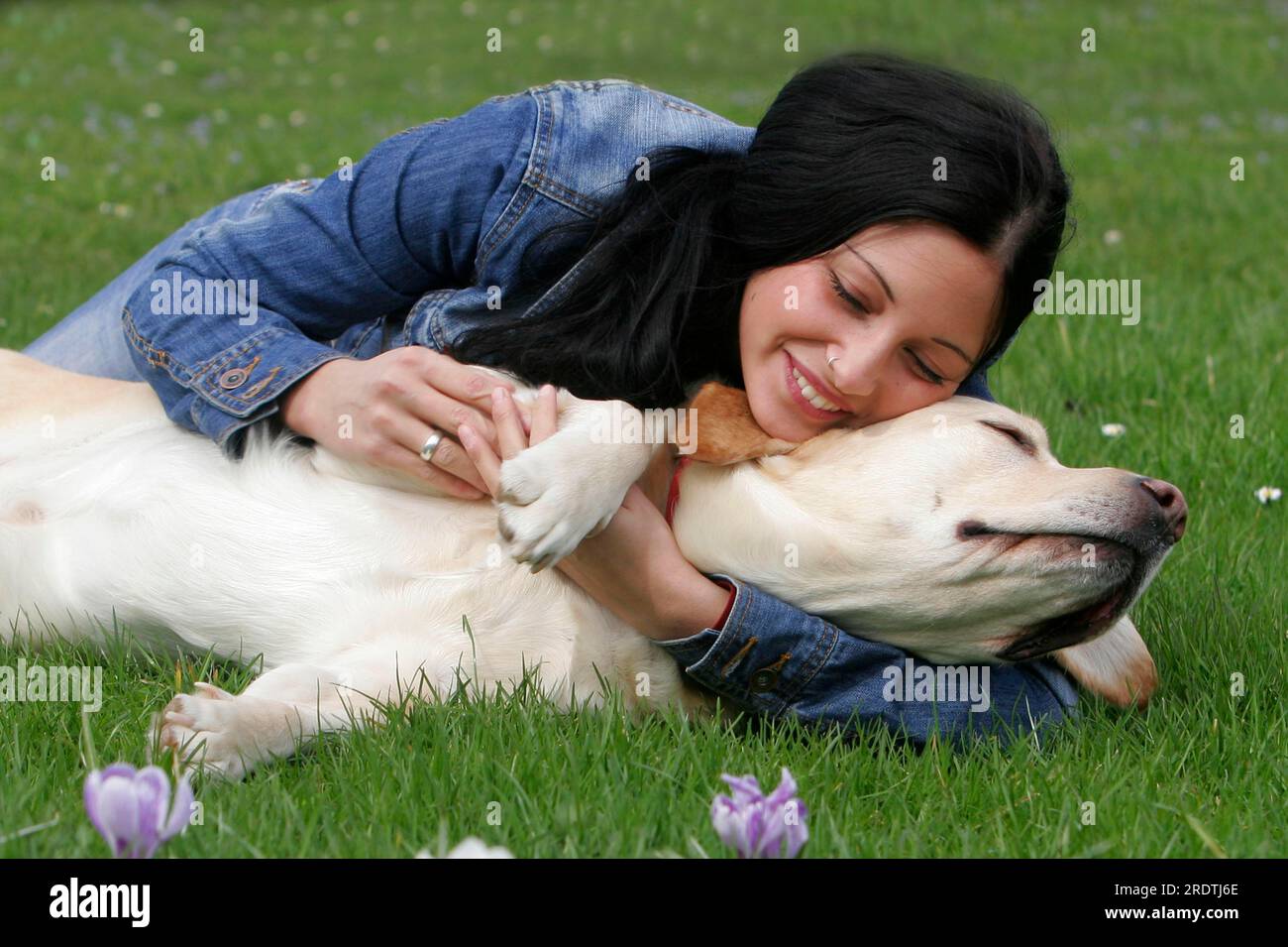 Dark labrador hi-res stock photography and images - Alamy